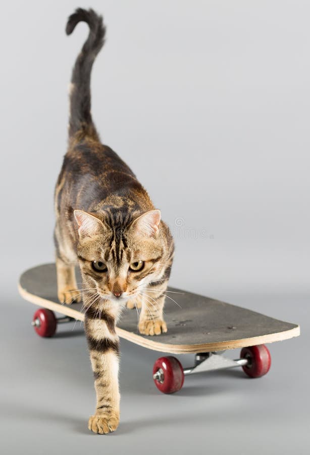 Cat on a skateboard stock image. Image of descend, lower - 111799023