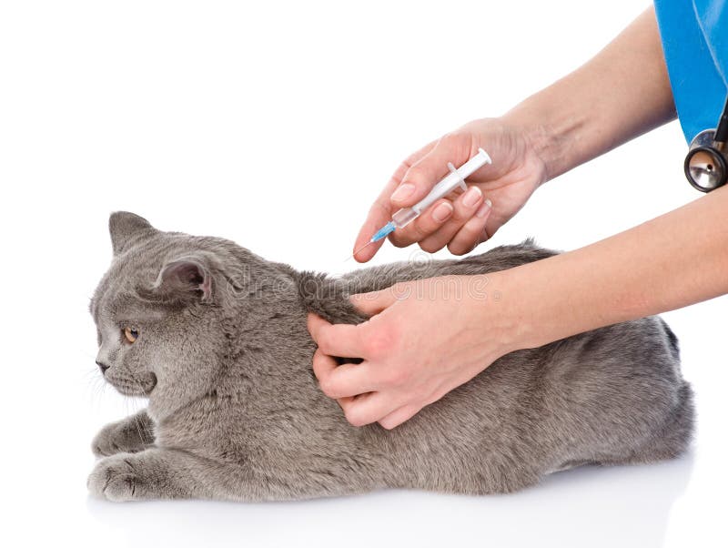 Cat Getting a Vaccine at the Veterinary Clinic. Isolated Stock Image ...