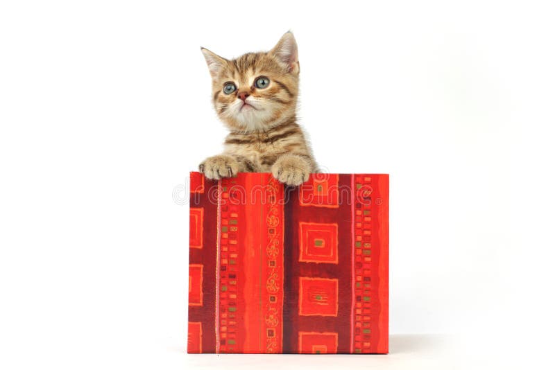 Portrait of a Funny Cat Looking Out of the Box Stock Image - Image of ...