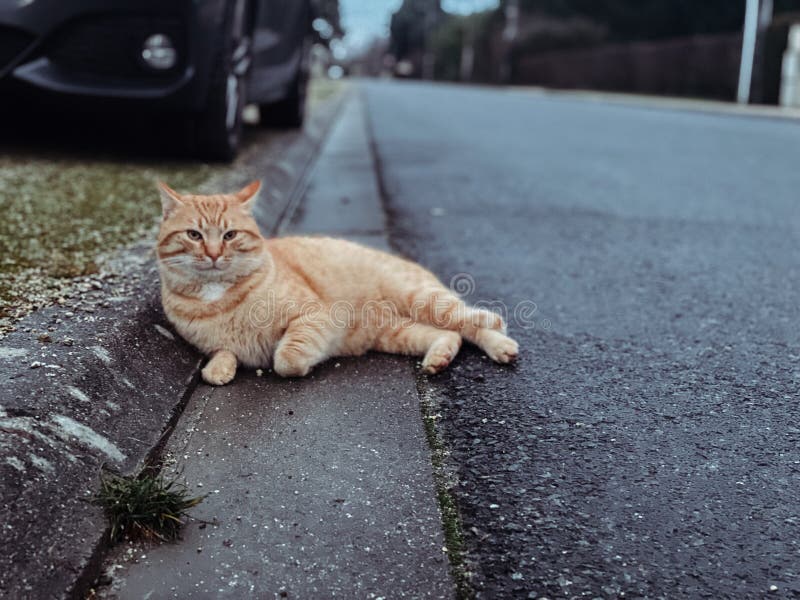 Cat stock photo. Image of ginger, fatcat, relax, pose - 266277188