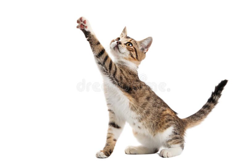 Cat Giving High Five, Isolated on White Background - Generated by Ai ...
