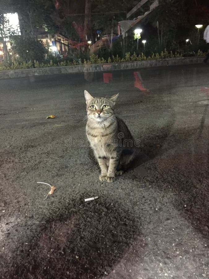 473 Cat Giving Up Stock Photos - Free & Royalty-Free Stock Photos from ...