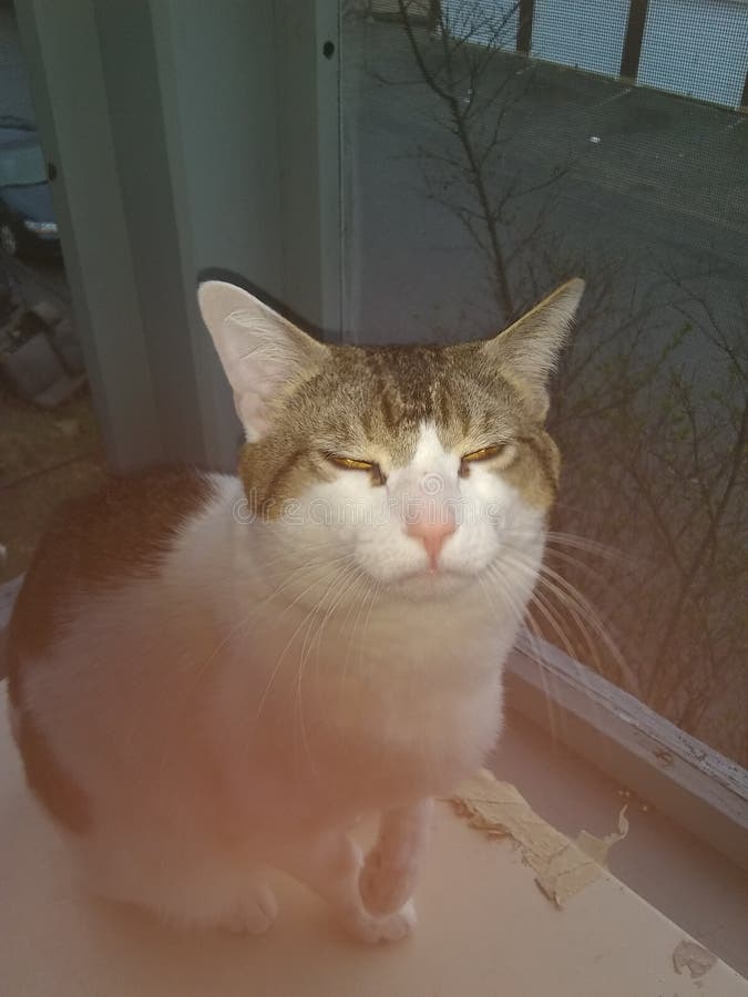 Cat editorial stock photo. Image of housecat, pets, animal - 116158098