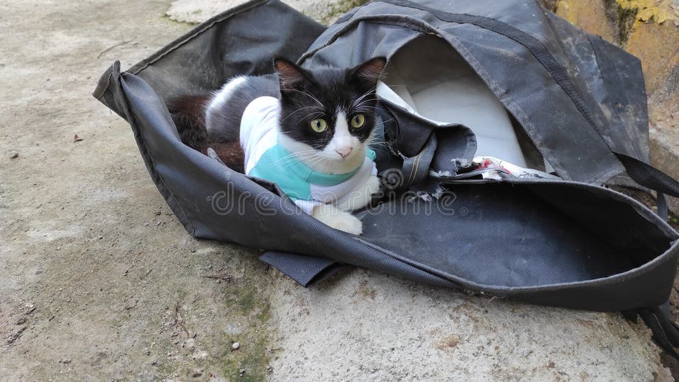 The cat is glaring stock image. Image of mammal, animal - 221197771