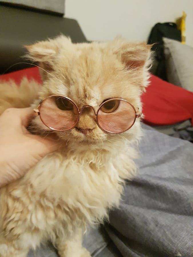 1,258 Simba Stock Photos - Free & Royalty-Free Stock Photos from Dreamstime