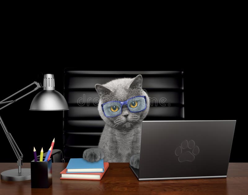 800 Cat Typing Computer Photos - Free & Royalty-Free Stock Photos from ...