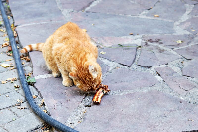 517 Cat Barbecue Stock Photos - Free & Royalty-Free Stock Photos from ...