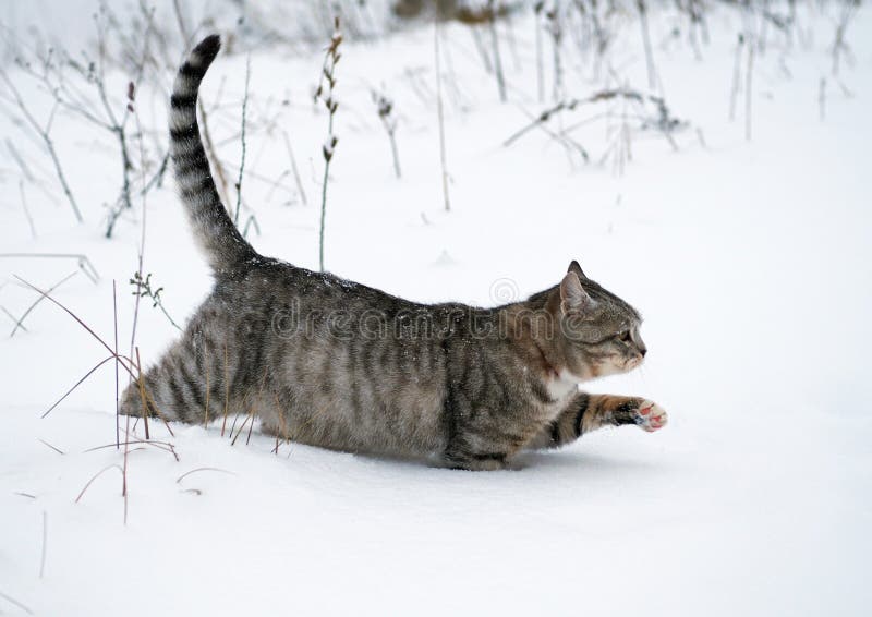 The cat goes on deep snow stock photo. Image of frosty - 83988988