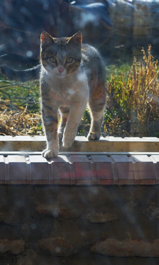 The Cat is Going Down the Hill Stock Photo - Image of predator, african ...