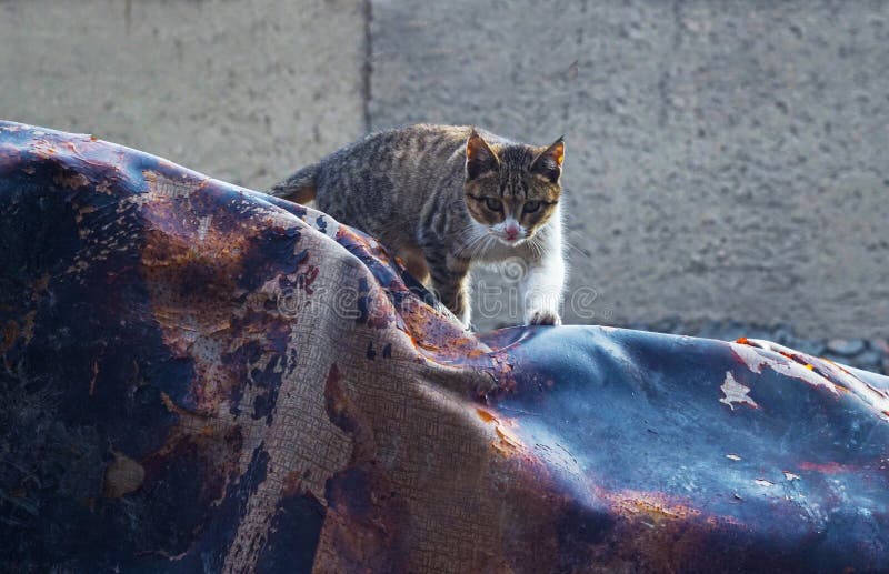 The Cat is Going Down the Hill Stock Photo - Image of furry, mammal ...