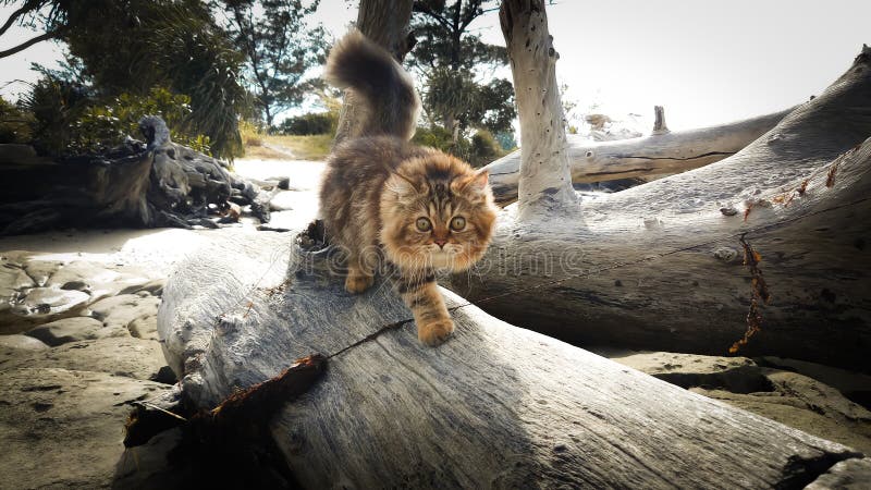 Cat going hunt in wild stock image. Image of hunt, wood - 207888367