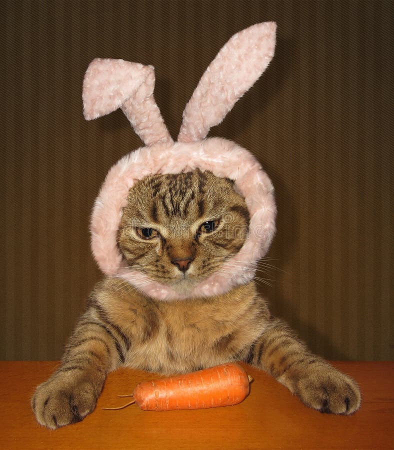 Cat and carrot stock photo. Image of healthy, vegetarian - 127091032
