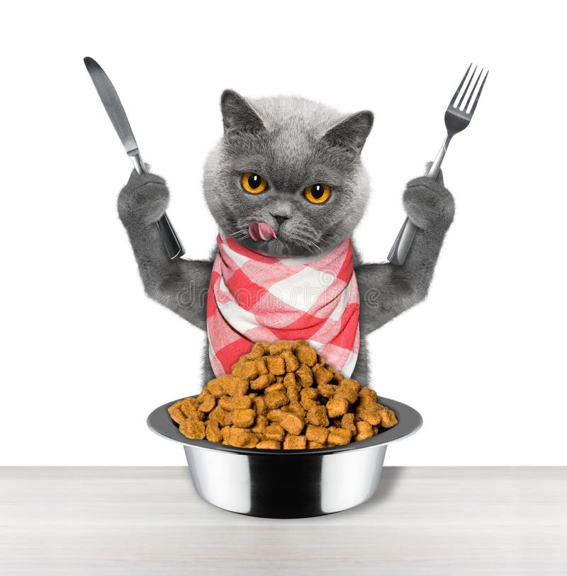 Cat Going To Eat and Hold Knife and Fork Stock Photo - Image of mammal ...