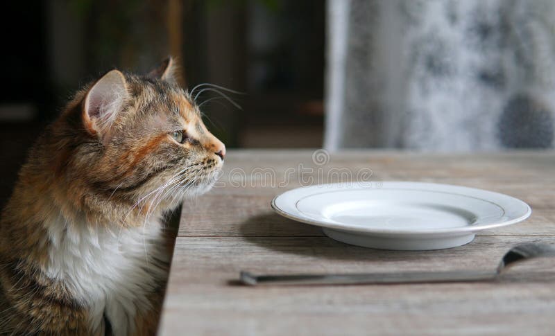 Cat is Going To Eat at the Table Stock Image - Image of vegetables ...