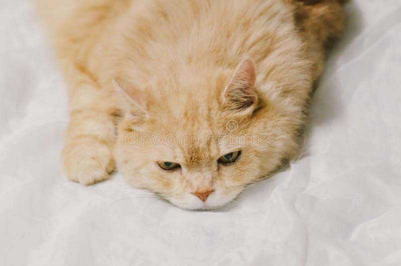Cat is Going To Sleep in the Evening Stock Image - Image of hair ...