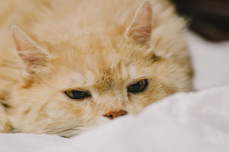 Cat is Going To Sleep in the Evening Stock Photo - Image of left ...