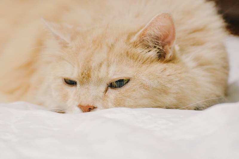 Cat is Going To Sleep in the Evening Stock Photo - Image of kitty ...