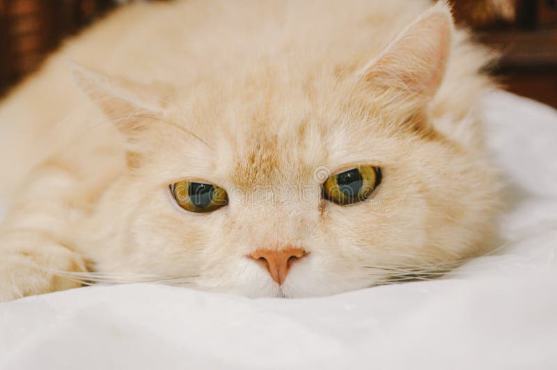 Cat is Going To Sleep in the Evening Stock Image - Image of nature ...