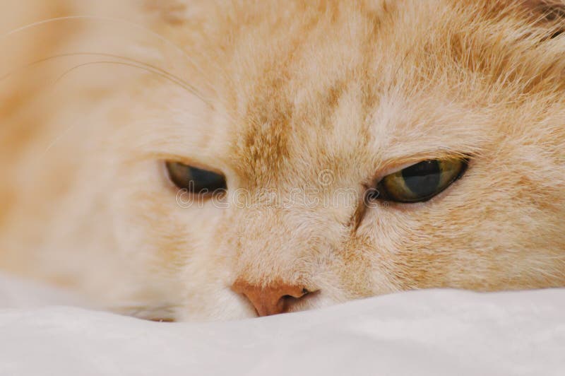 Cat is Going To Sleep in the Evening Stock Photo - Image of pretty ...