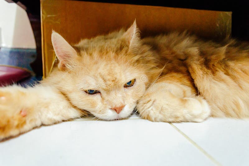 Cat is Going To Sleep in the Evening Stock Image - Image of beautiful ...