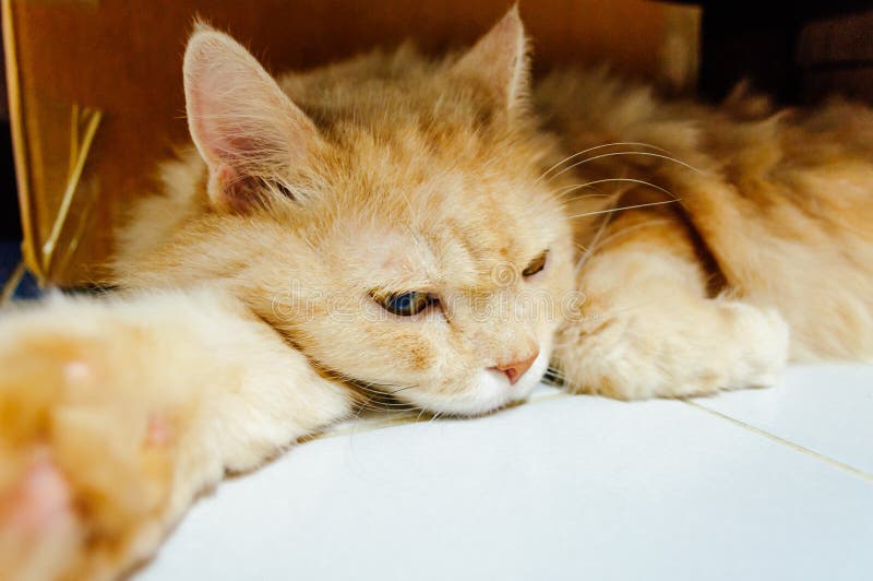 Cat is Going To Sleep in the Evening Stock Image - Image of hair ...
