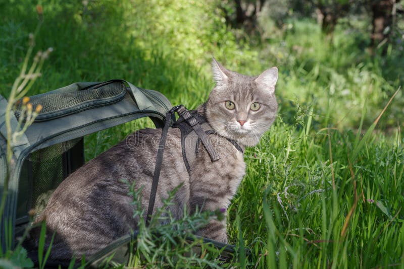 Domestic Cat Wearing a Harness on a Walk Outdoors in the Grass Stock ...