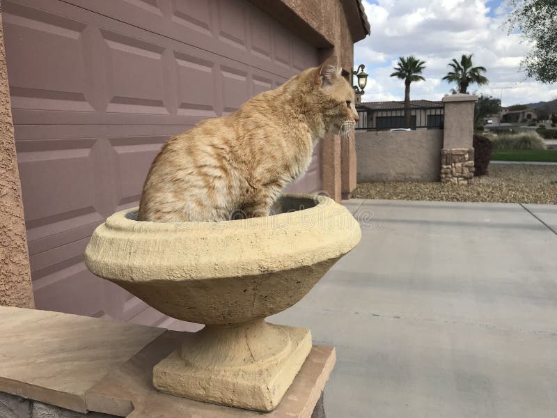 Cat gold white 1818 stock photo. Image of driveway, kitty - 175974728