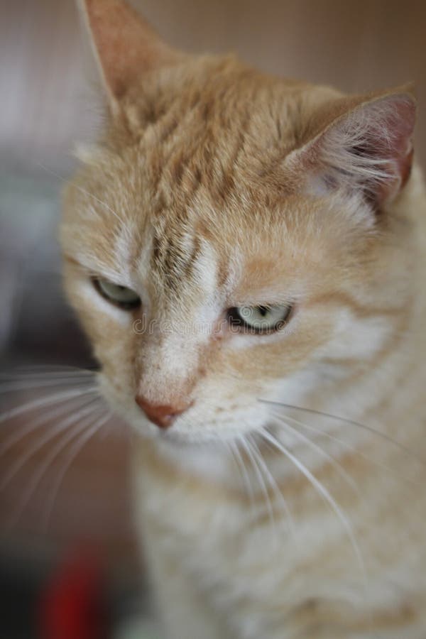 Cat gold white 6246 stock image. Image of friendly, adorable - 170647627