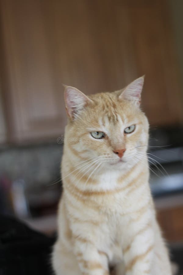 Cat gold white 6263 stock image. Image of beautiful - 170647649