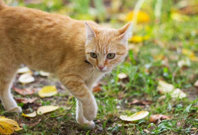 Cat gone for a walk stock photo. Image of pets, young - 45307352