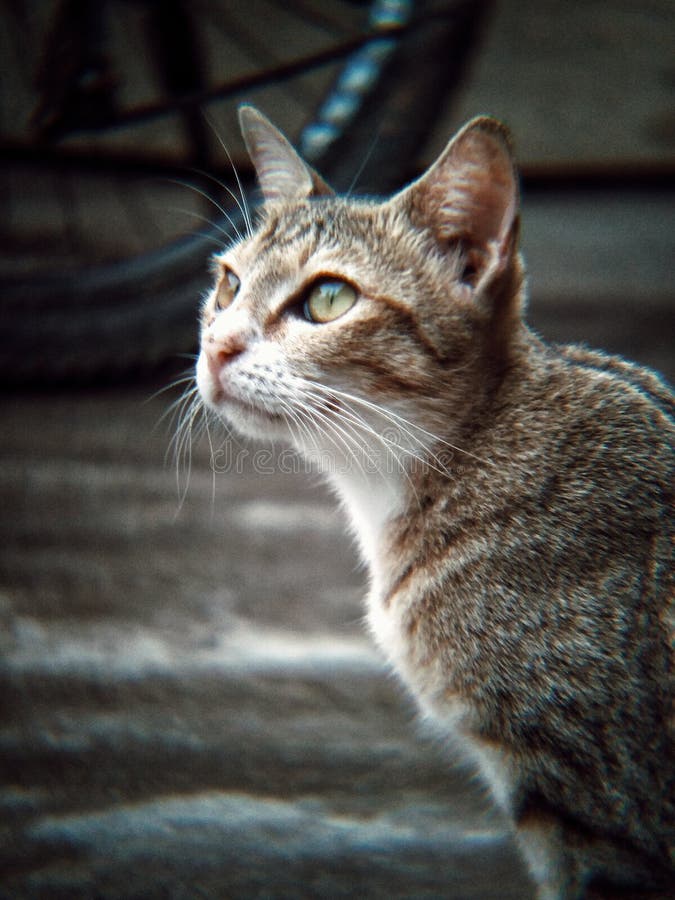 A cat with good pose stock photo. Image of good, snout - 261923880