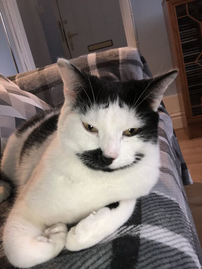 Cat Good Swag Stock Photos - Free & Royalty-Free Stock Photos from ...