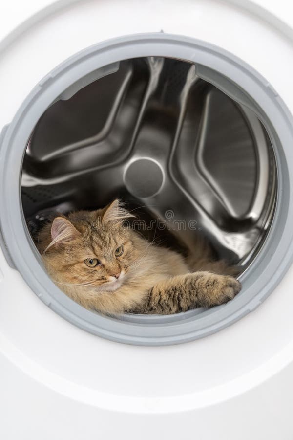 The Cat Got into the Washing Machine Stock Image - Image of risk ...