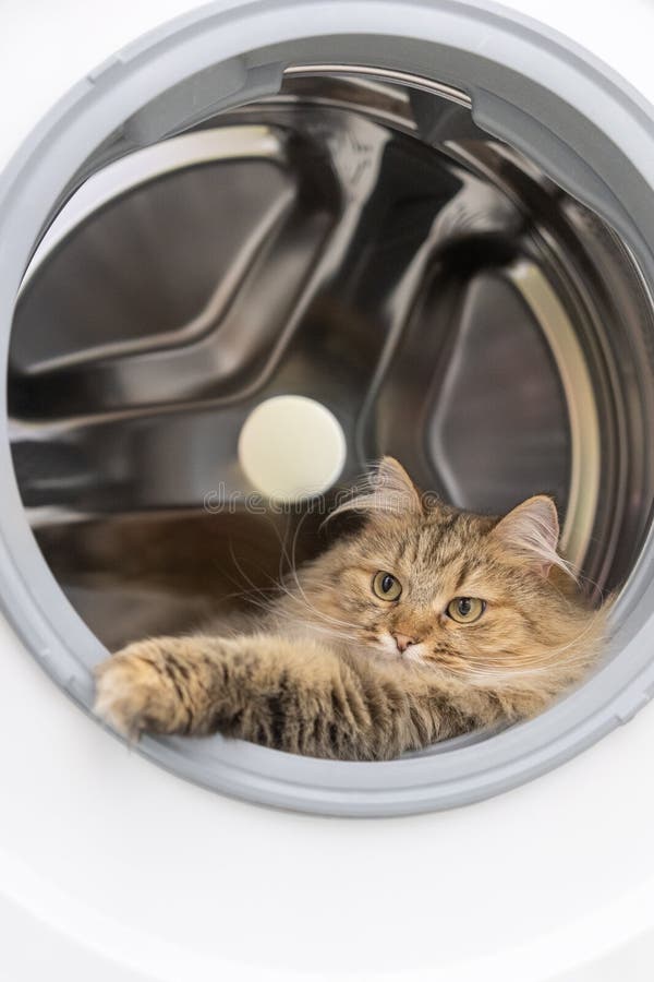 The Cat Got into the Washing Machine Stock Image - Image of attention ...