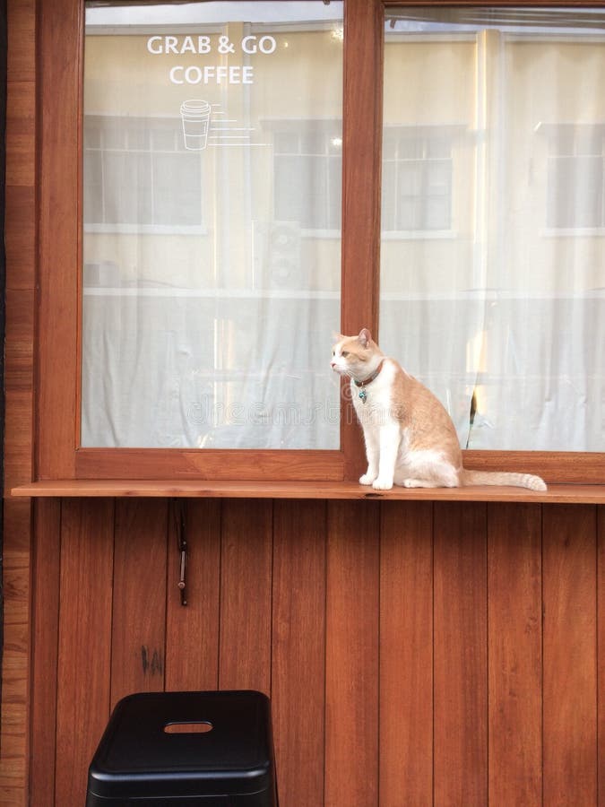 Cat at coffee cafe stock photo. Image of oldtown, phuket - 125844258