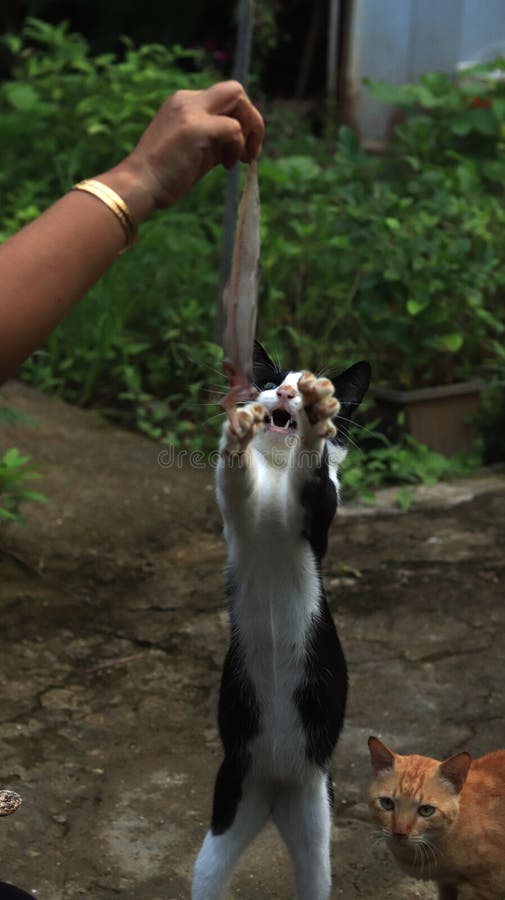 A Hungry Cat Grabbing Fresh Fish Stock Photo - Image of primate, hungry ...