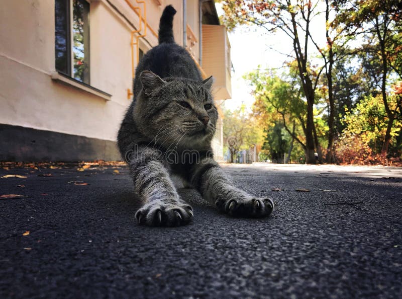 Graceful Cat Arches Stock Photos - Free & Royalty-Free Stock Photos ...