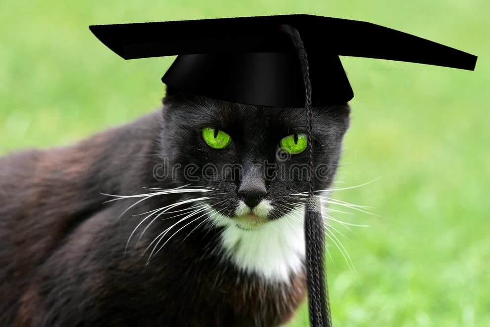 Cat with graduation cap stock photo. Image of cuddly - 78406870