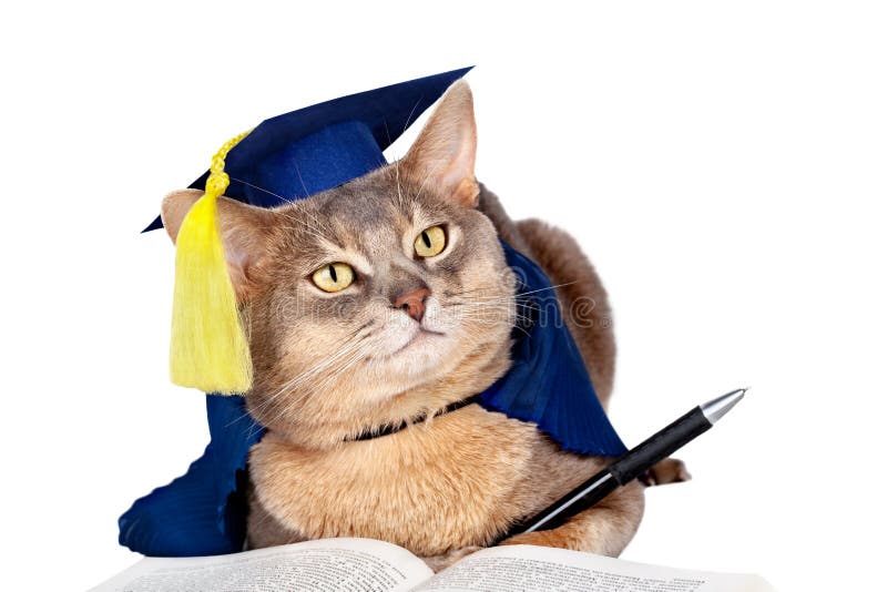 Cat in Graduation Cap and Gown Stock Photo - Image of abyssinian ...
