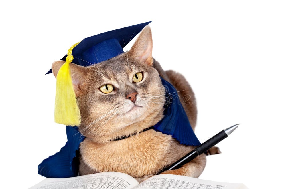 Cat in Graduation Cap and Gown Stock Photo - Image of abyssinian ...