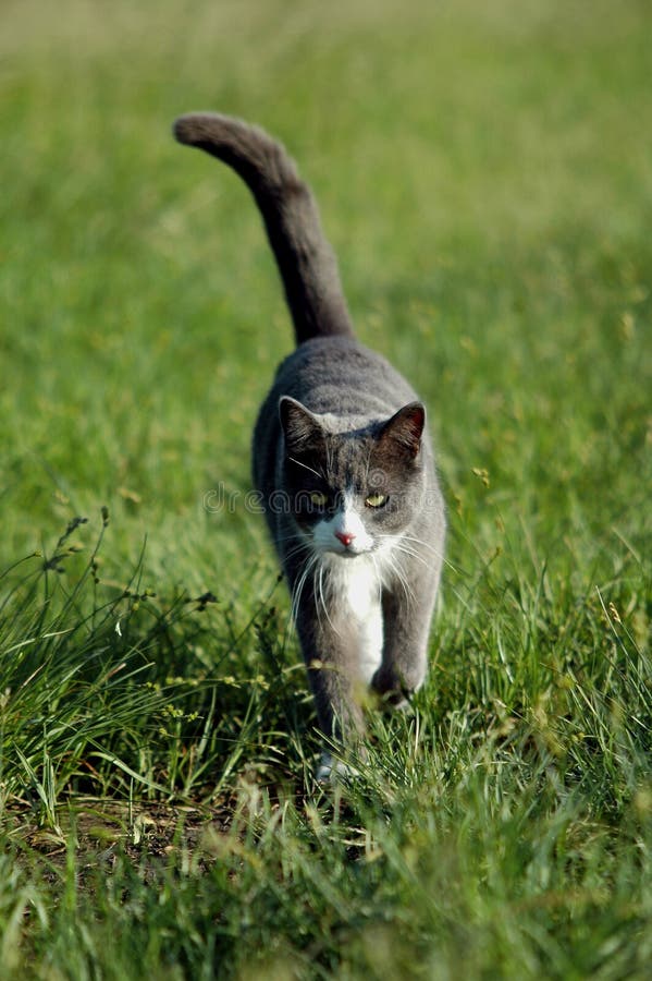 Back view of cat. stock image. Image of waiting, short - 2045681