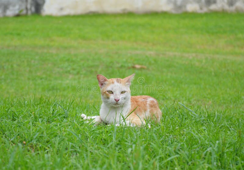 Cat on grass field stock photo. Image of animal, plant - 52286204
