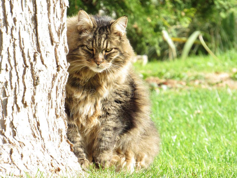 Cat in grass field animal stock photo. Image of fluffy - 79769816