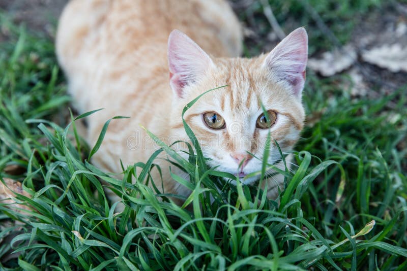 Cat in a grass field stock image. Image of beautiful - 120725061