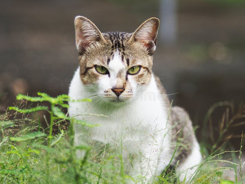 A Cat in Grass Flied Sitting Relax and Play Stock Image - Image of ...