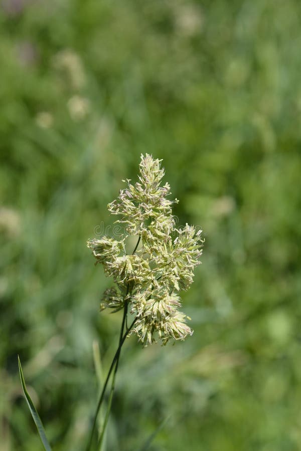 Cat grass stock photo. Image of plant, dactylis, botany - 359969172