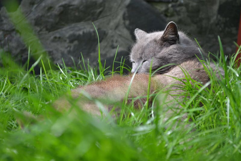 Cat, Cat in the Grass, Gray Cat, Spring Grass Stock Photo - Image of ...