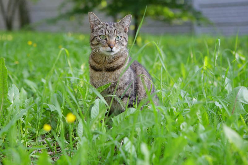 Cat stock image. Image of eyes, tricolor, siamese, grass - 55192051
