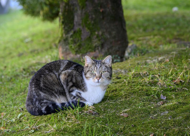 A Cat on the Grass Under a Tree Looks Intently Right into Your Eyes ...