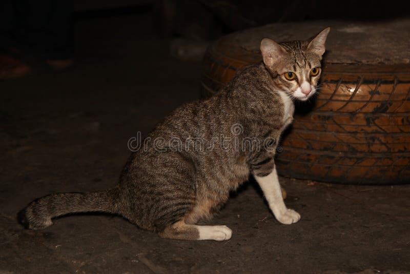 The Cat Gray Color Look Like Gray Tiger Stock Image - Image of like ...